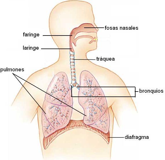 El Sistema Respiratorio Principales Caractersticas Aparato